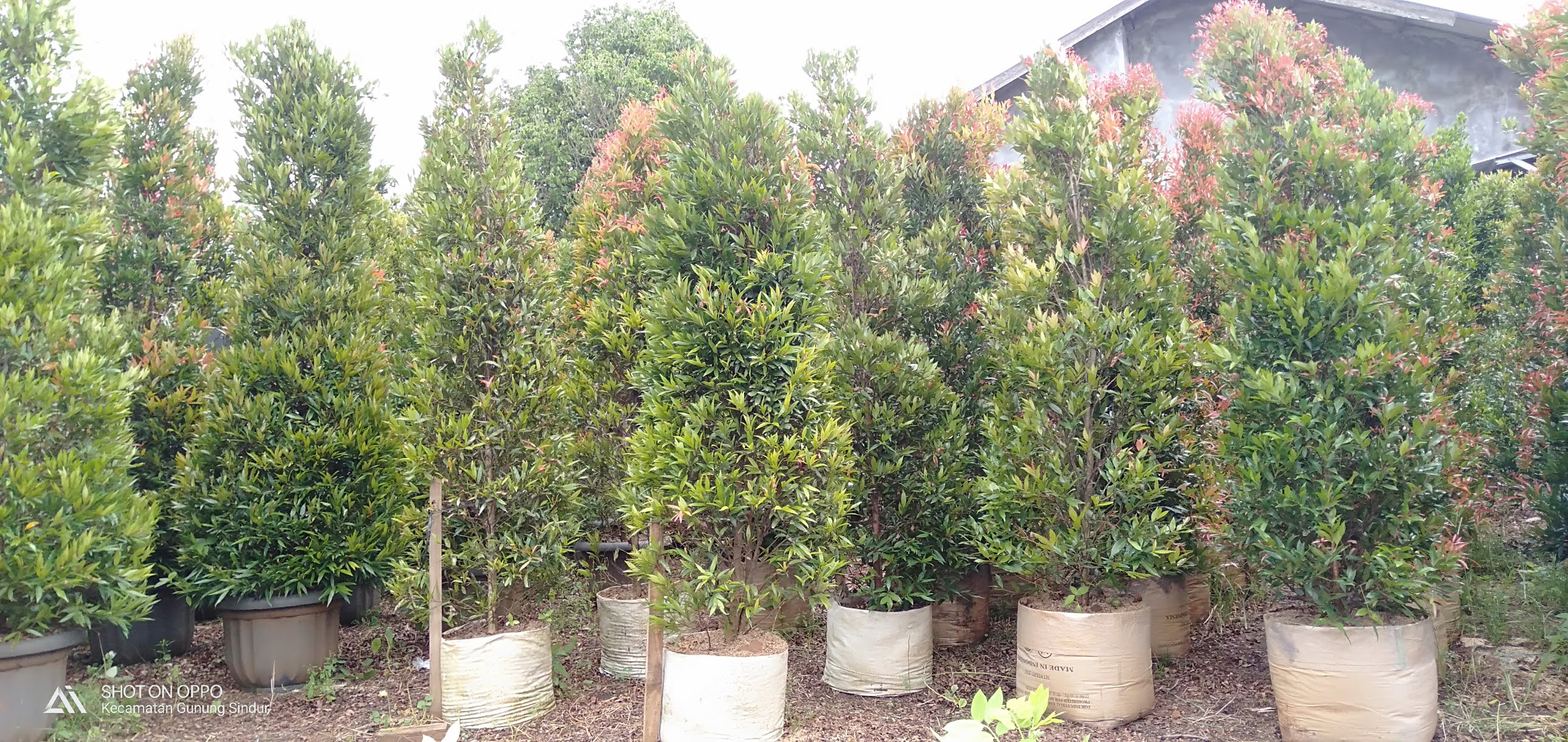 Jual pohon pucuk merah - Tanaman hias pucuk merah | TUKANG TAMAN MINIMALIS