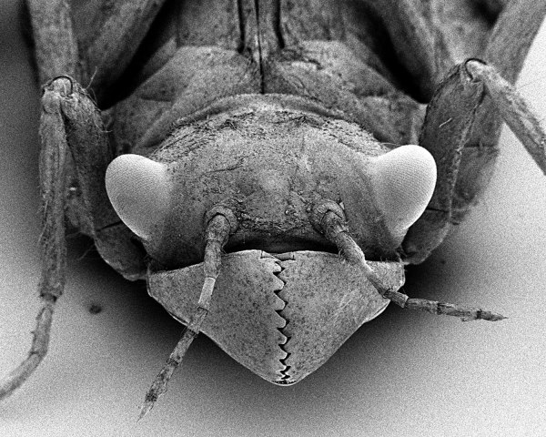 Microscopio: Insectos