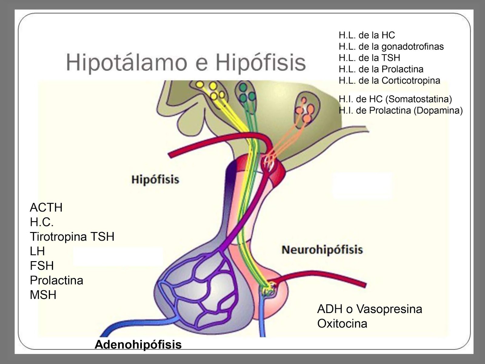 Primer Nivel de Enseñanza Media (1°-2° Medio): Sistema endocrino Primer Nivel de Enseñanza Media (1°-2° Medio): Sistema endocrino