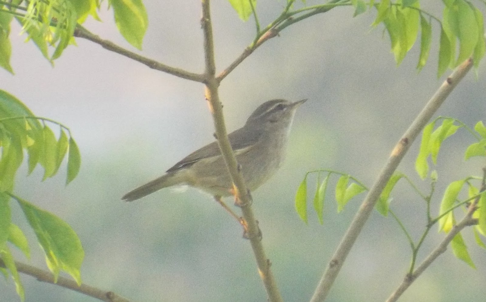 Bird Blog: Dusky Warbler (Phylloscopus fuscatus)