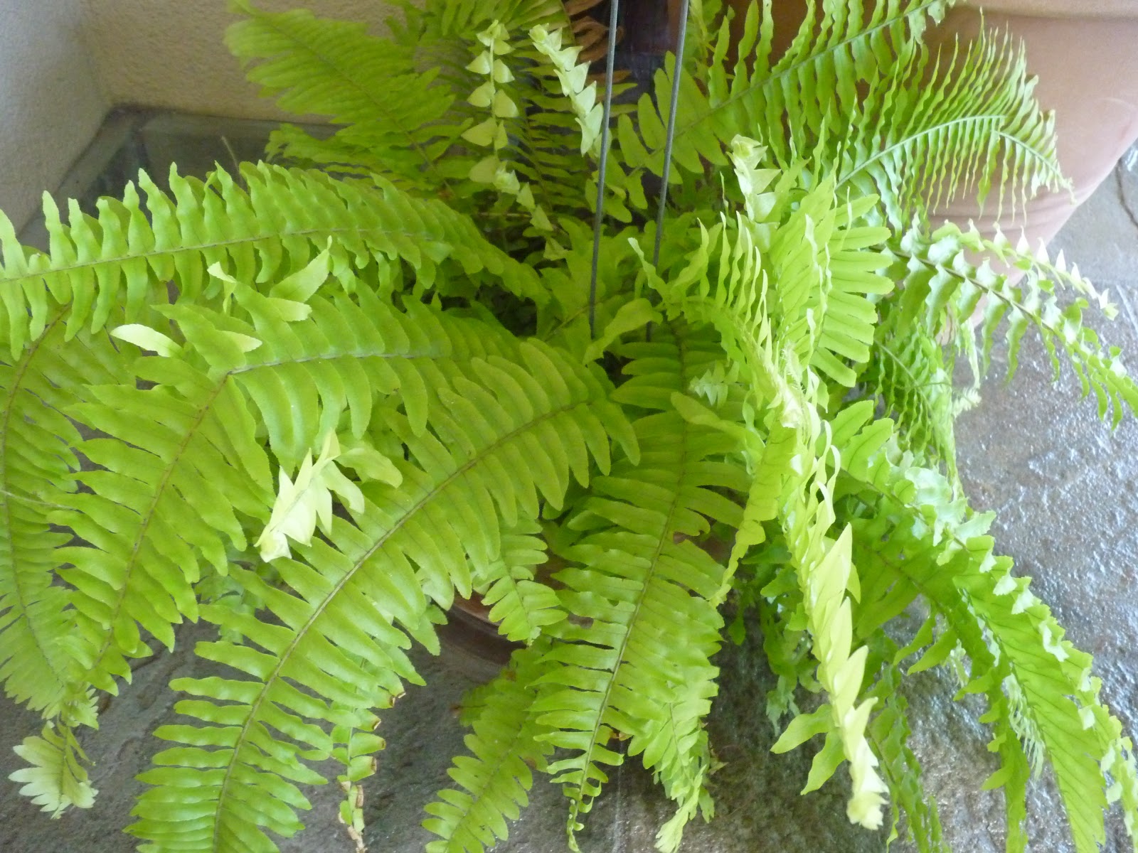 Nonvascular Plants Examples