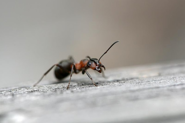 Toomas Mastik Photography: Kuklased