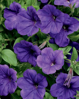 Dr. Dan's Garden Tips: Passionate About Petunias