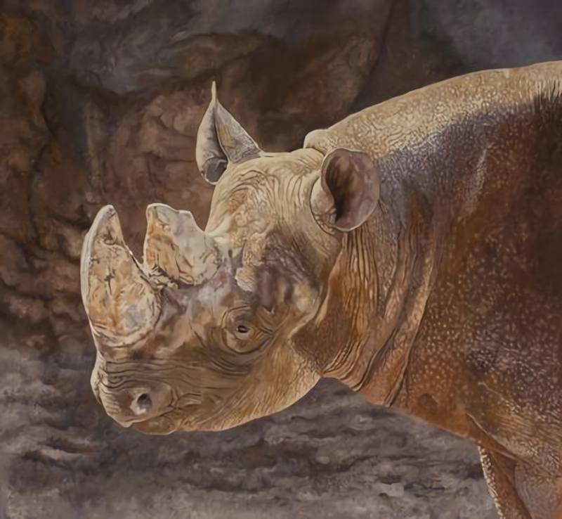 El Hurgador [Arte en la Red]: Rinocerontes / Rhinos (CIV)