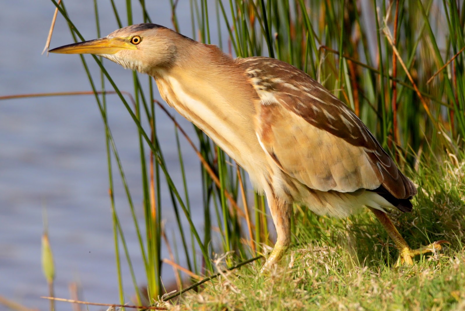 SCILLYSPIDER: Little Bittern at Lower Moors