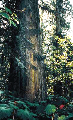 Log Home Info: What is The Best Wood for Building A Log House?