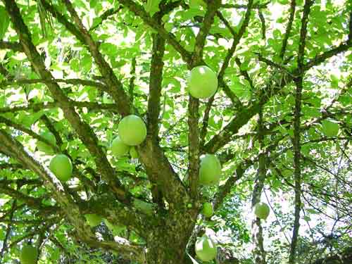 VISIÓN AGROECOLÓGICA: El Árbol de Totumo o Tapara complemento para los ...