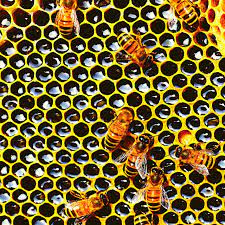 Excessive Fear of Bees or Apiphobia, Here's How To Overcome It