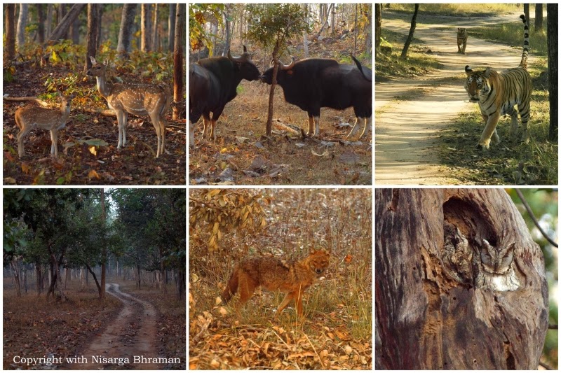 Nisarga Bhraman: Wildlife Tour to Pench National Park