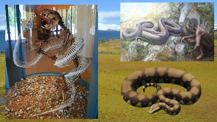 Wonambi, Ular Purba Australia - Informasi Hewan Dan Tumbuhan Prasejarah