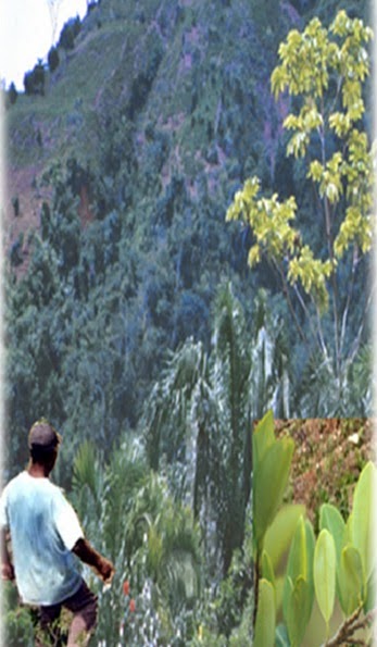 HISTORIA DE LA ASUNTA