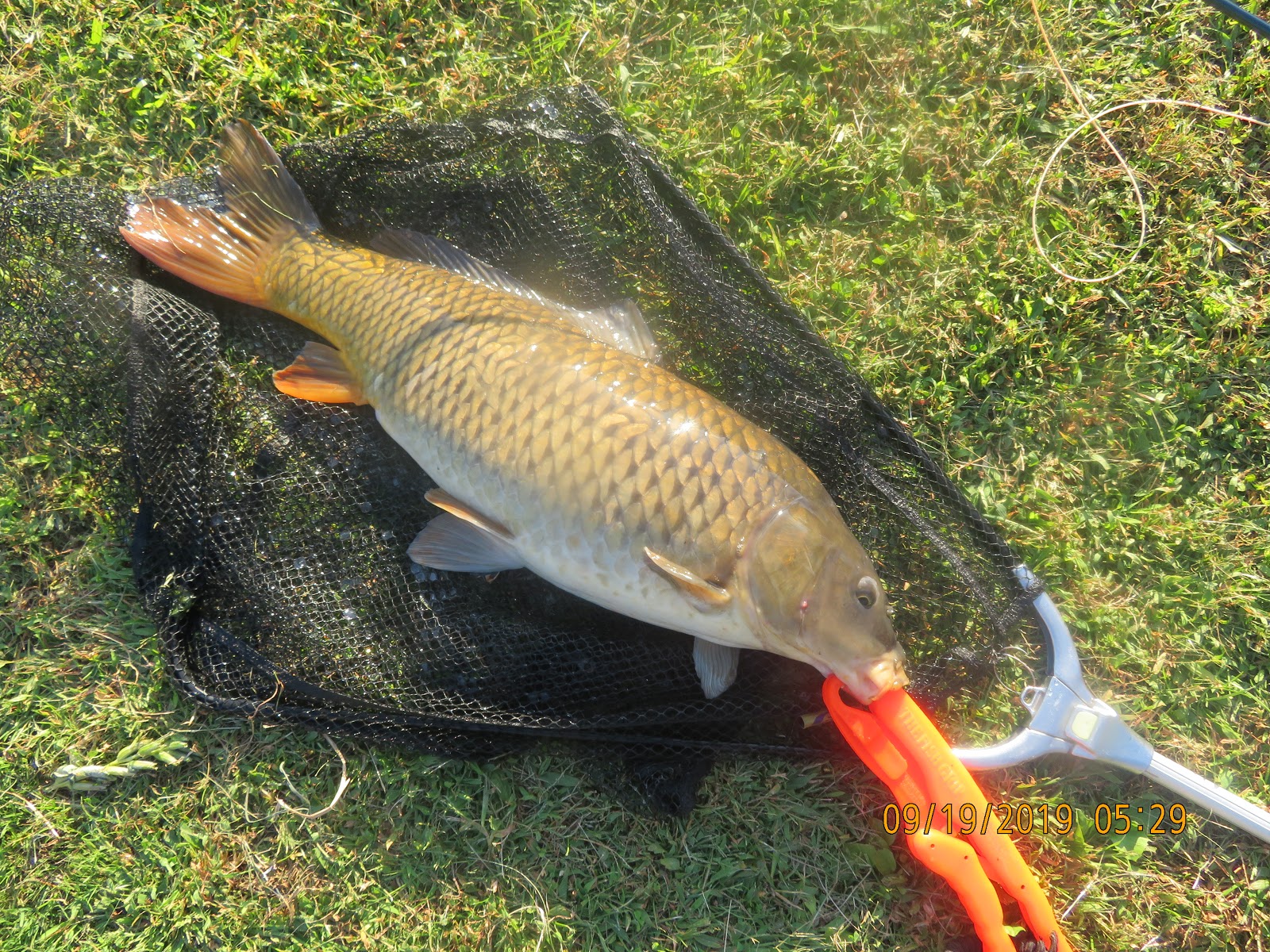 The Great Lakes of NYC: A good day of carp fishing