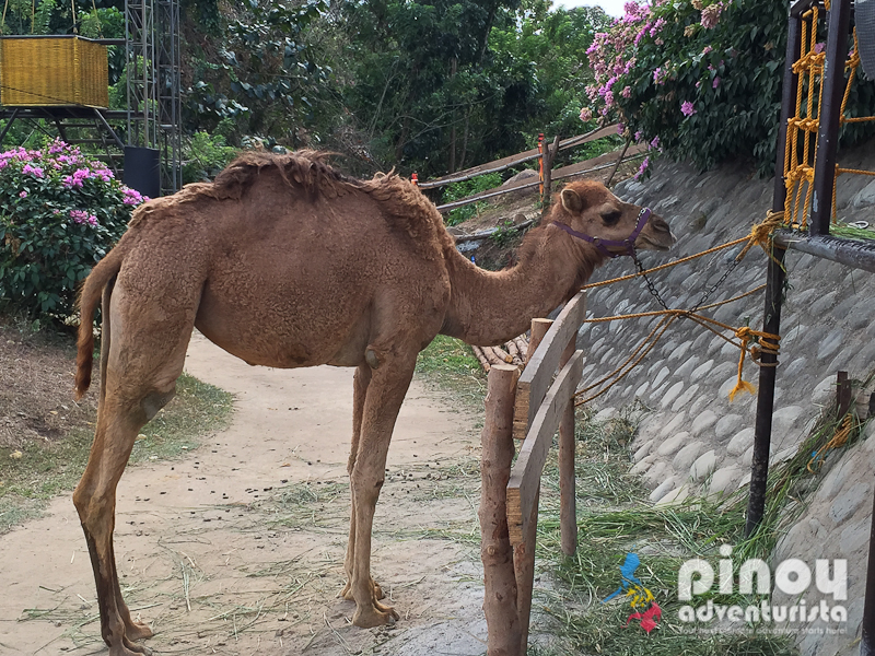 TOP PICKS: 15 Fun and Exciting Things To Do in Zoocobia Fun Zoo You ...