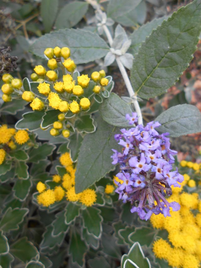 Future Plants by Randy Stewart: Ajania