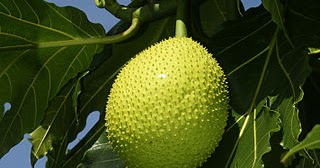 Legends of the South Pacific: The Legend of the Breadfruit Tree