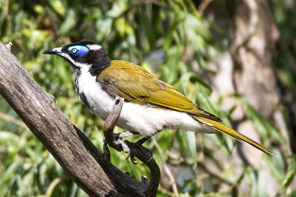 BIRDS of KILMORE, AUSTRALIA: Blue faced Honeyeaters