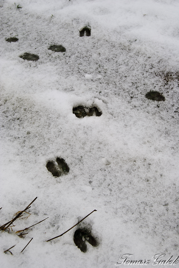Bezkrwawy łowca.: Po nitce do igły,po tropach do ....