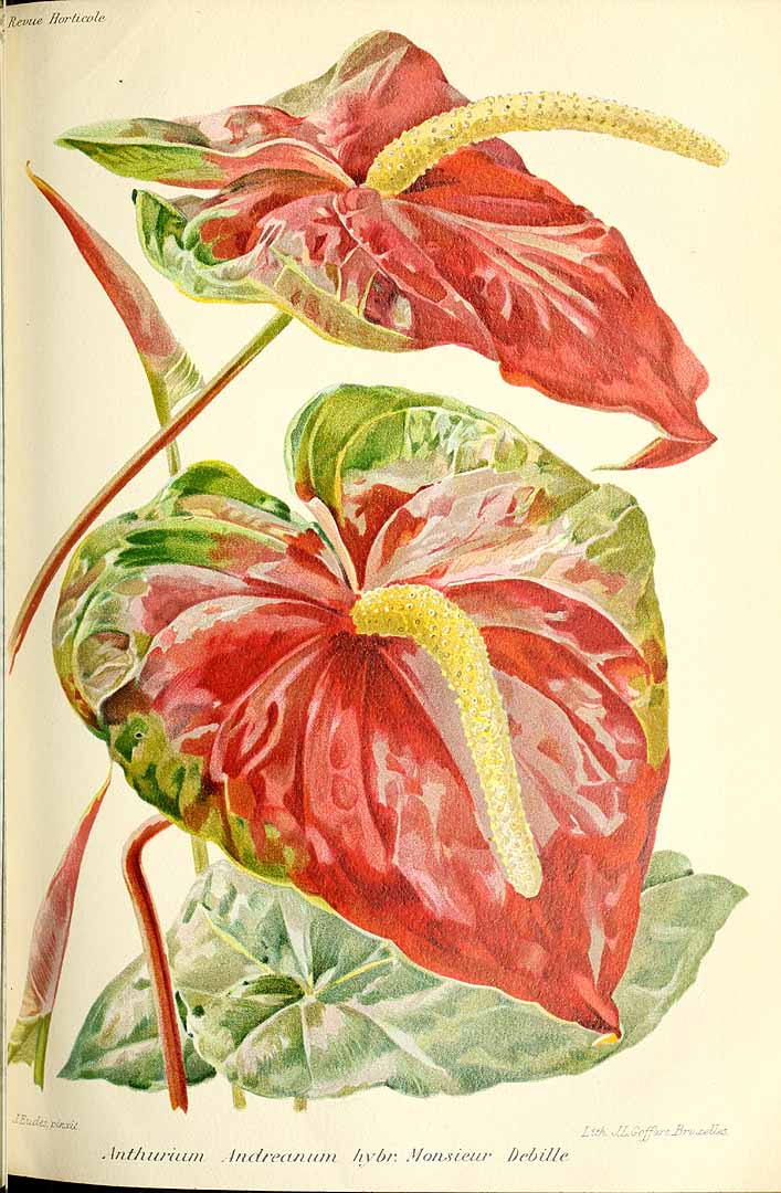 Всё о бегониях и не только...: Антуриум (Anthurium)