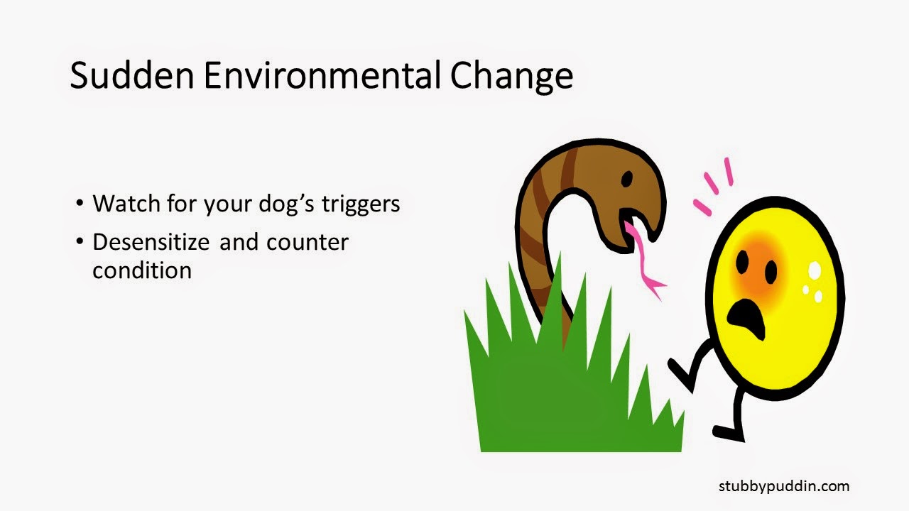 Pet Education: Sudden Environmental Change
