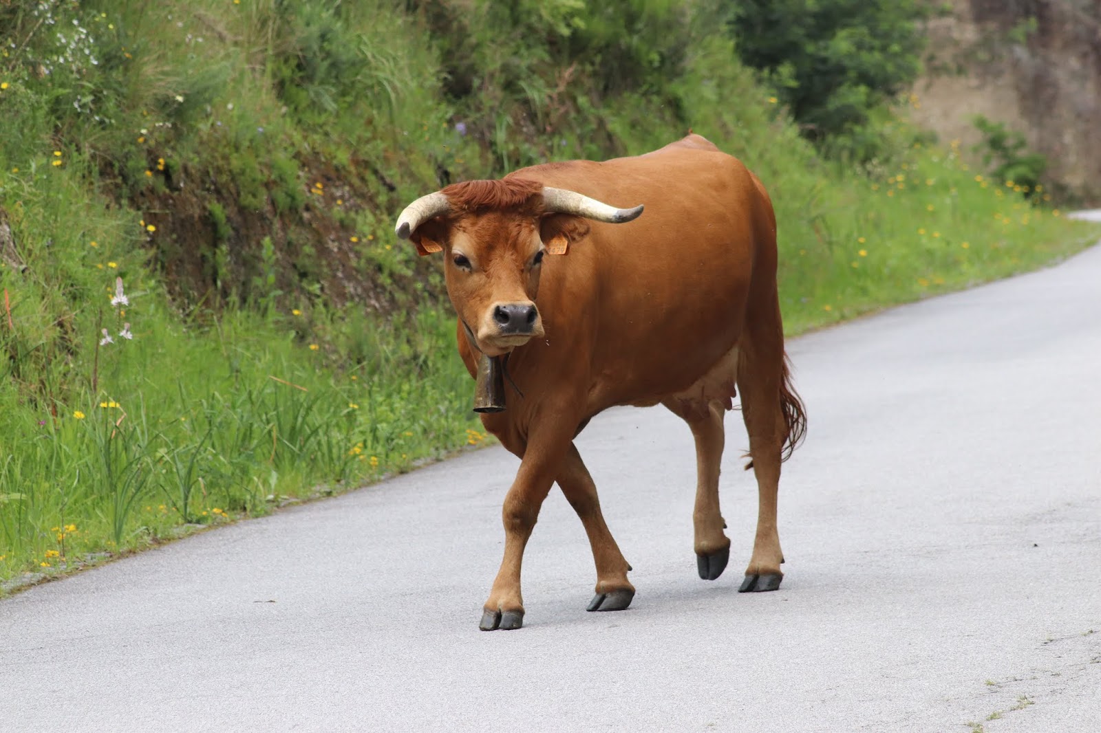 Anabela Magalhães: Animais da Aboboreira em Tempo de Pandemia