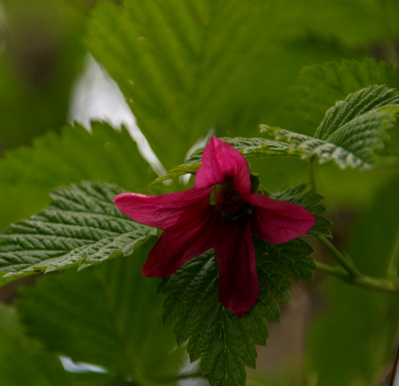 The Weight of It All: Ketchikan - First Port in Alaska