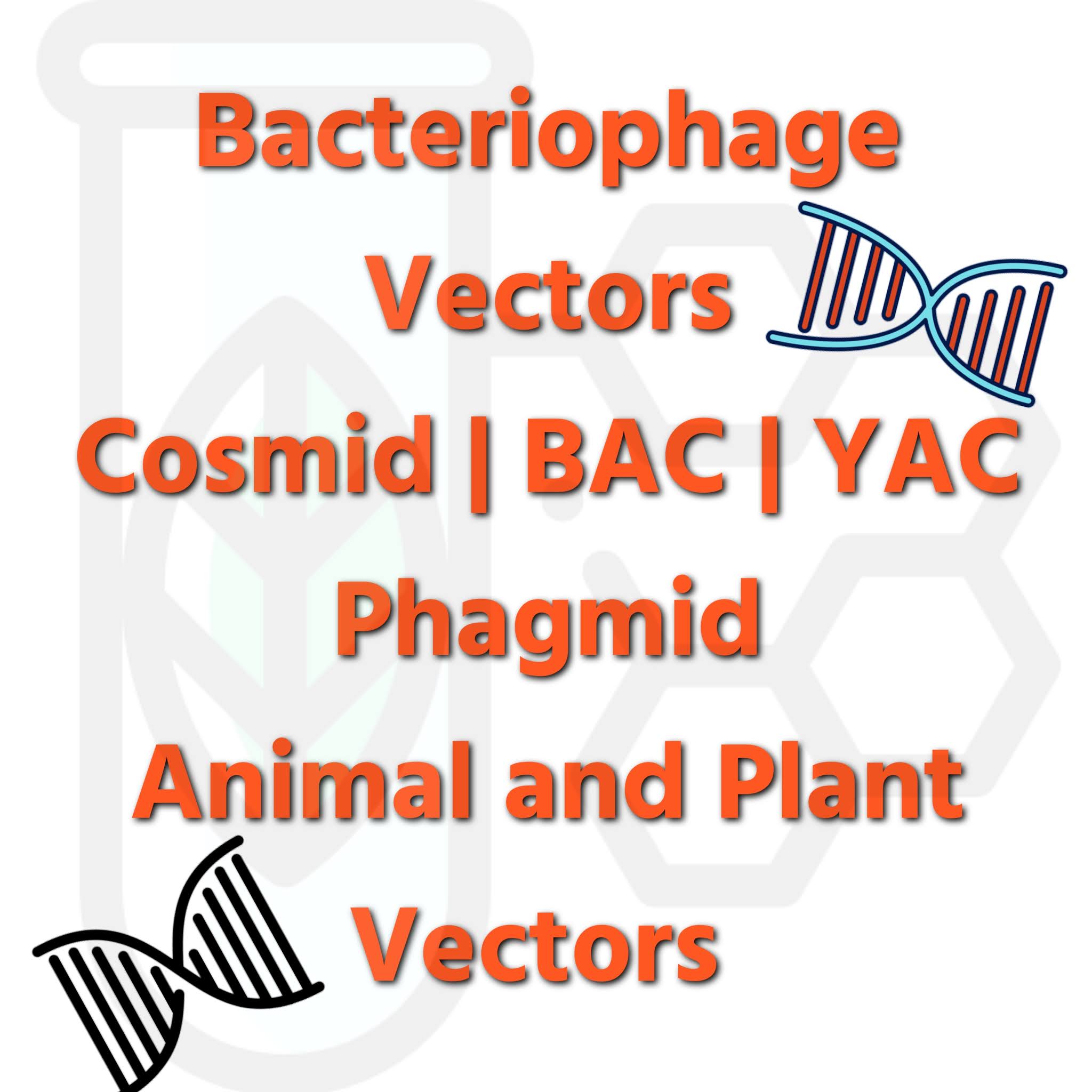 Bacteriophage Vectors | Cosmid | BAC | YAC | Phagmid | Animal and Plant ...