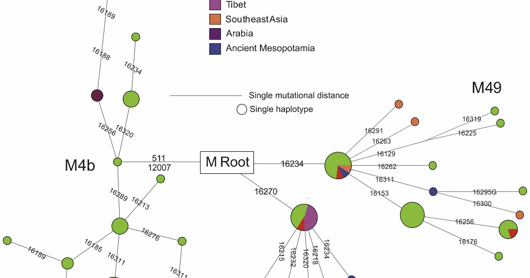 The Genealogical World of Phylogenetic Networks: How do we interpret a ...