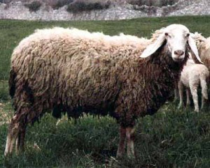 Jenis Domba Unggul Bisa Didapatkan Dengan Cara Ini | Gemar Ternak dan ...