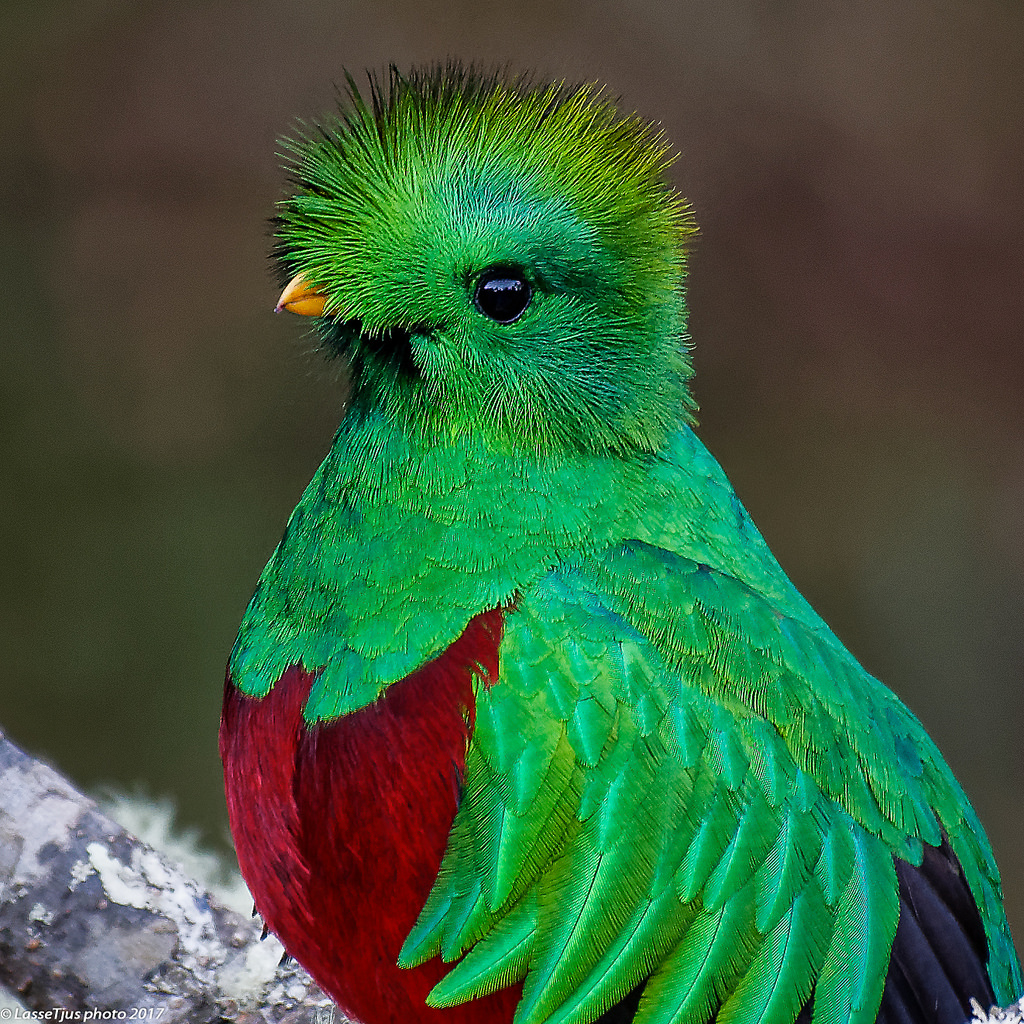 Animale: QUETZÁL (Pharomachrus mocinno)
