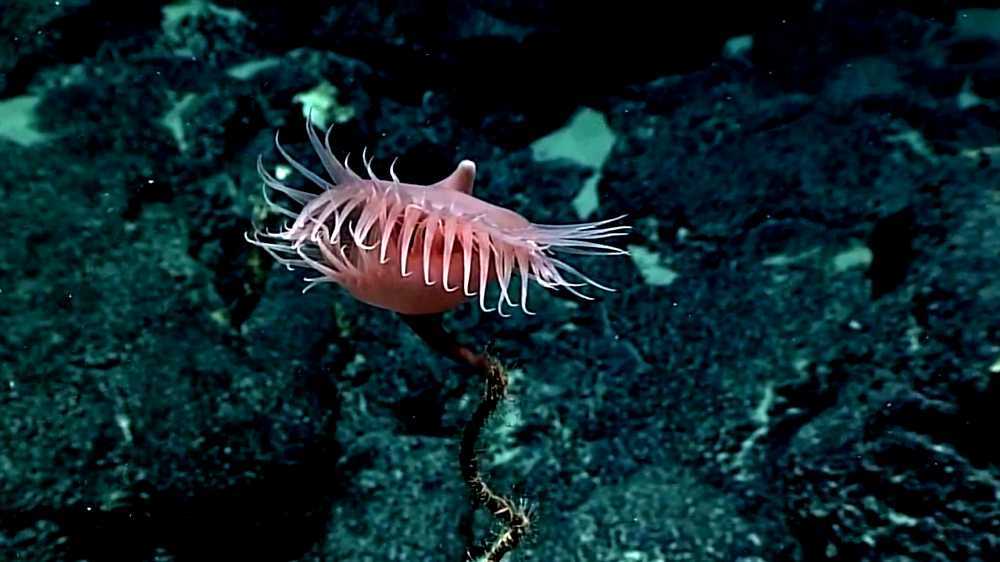 Venus flytrap sea anemone