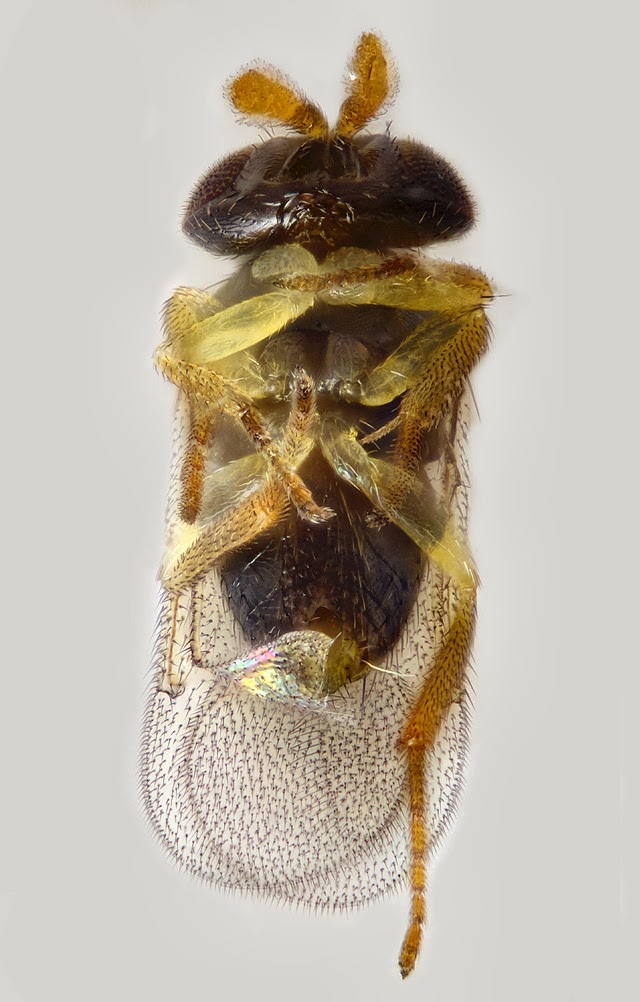 ムシをデザインしたのはダレ？: ツヤコバチ科 Aphelinus ( ?albipodus ) sp. ♂