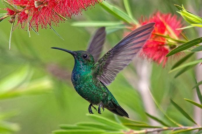 La Geografía de Puerto Rico: su Fauna