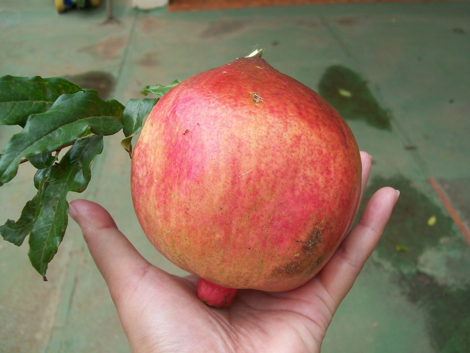 Uma semente por dia: Pé de romã: o primeiro fruto (parte 2)