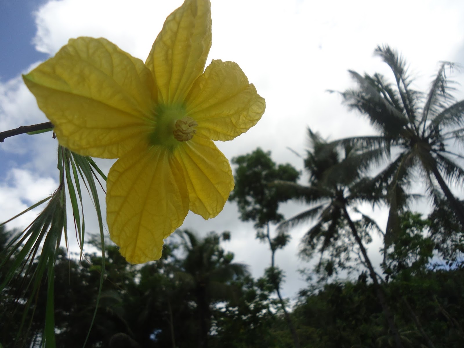 Bunga Labu Kuning di Bukit Menoreh - Rumah Daun Muda