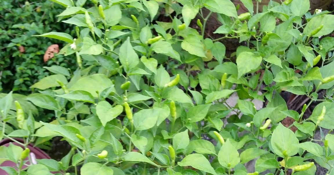 Warisan Petani: Tanam Pokok Cili Kampung