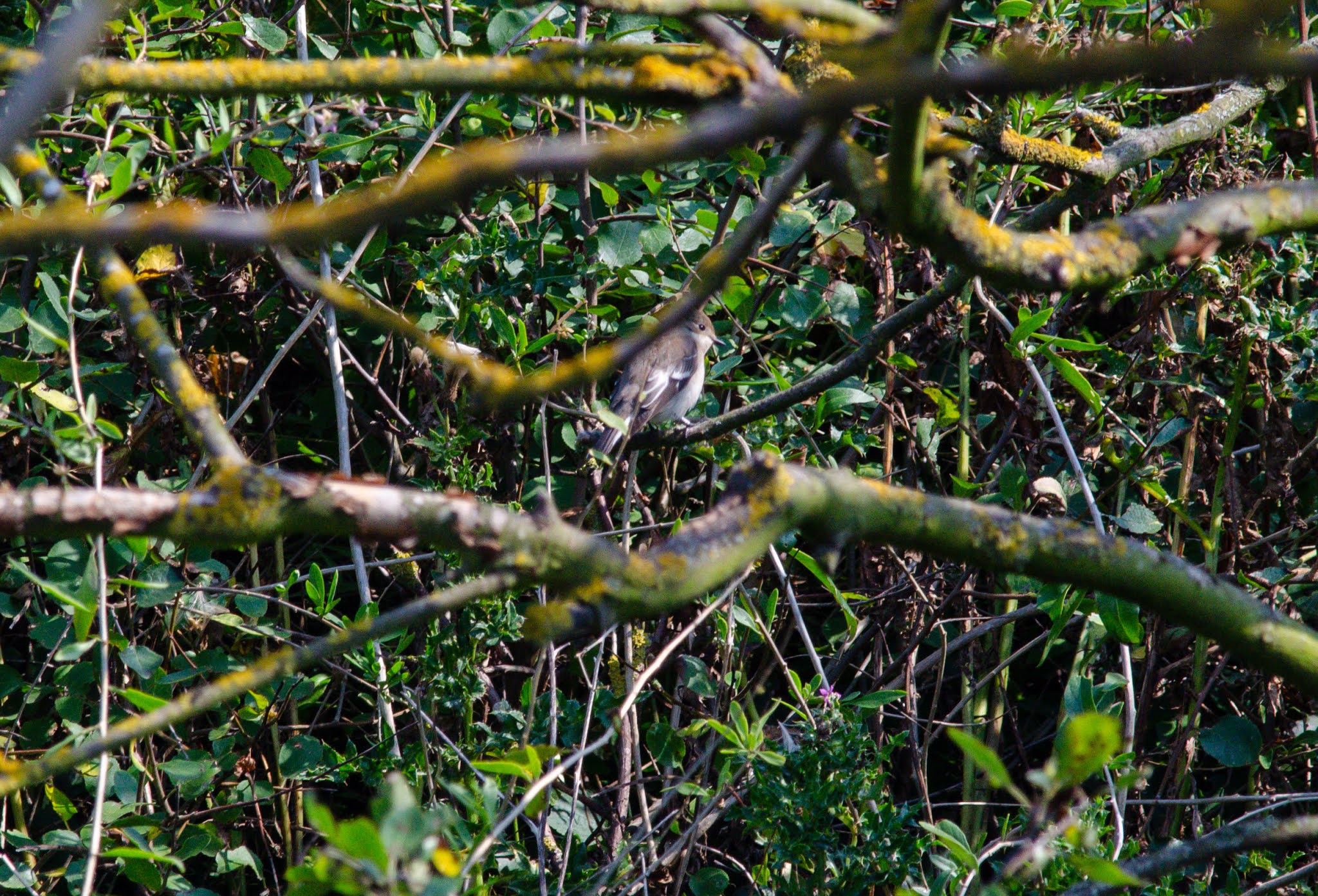 Anthony's Birding Blog: Icterine Warbler and Collared Flycatcher