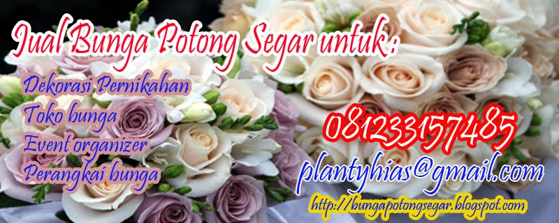 Jual Bunga Potong Segar | Harga Bunga | Supplier Bunga