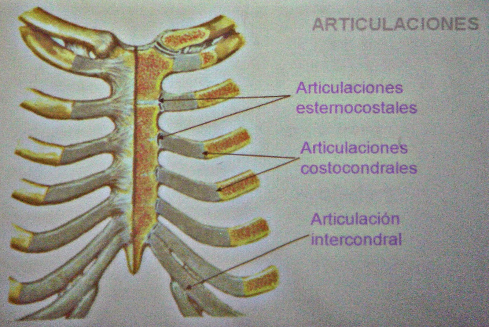 Pared y cavidad torácica. Regiones del tórax