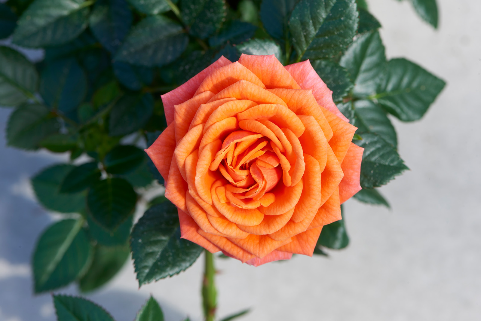 living among roses: Parade Cyndi™ от Nolina - Synonym (England): My Angel™