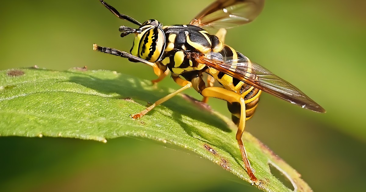 NatureShots by Terri & David Norris: Eastern Hornet Fly