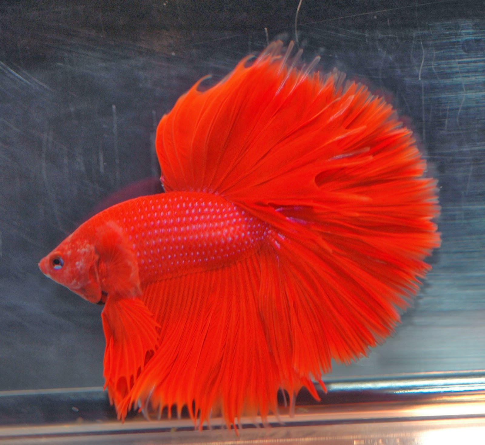 Blok888: Top 10 Most Beautiful Freshwater Fish in the world 1 Blok888: Top 10 Most Beautiful Freshwater Fish in the world 1