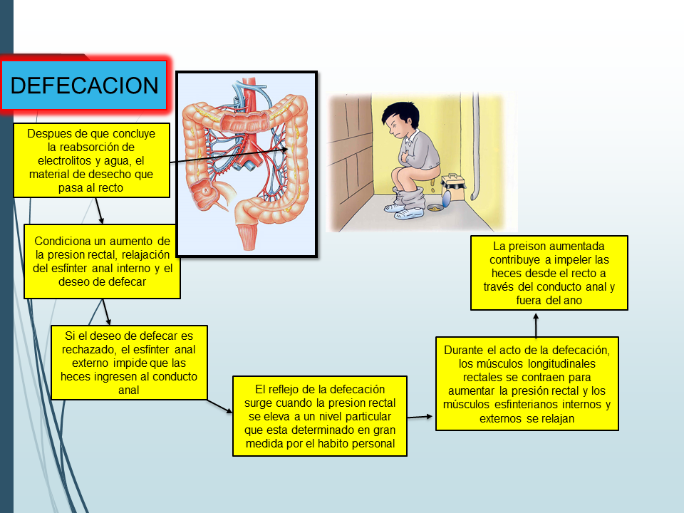 BLOG DE FISIOLOGÍA MEDICA DE JAVIER BELTRAN 2019: HIGADO, VESICULA ...