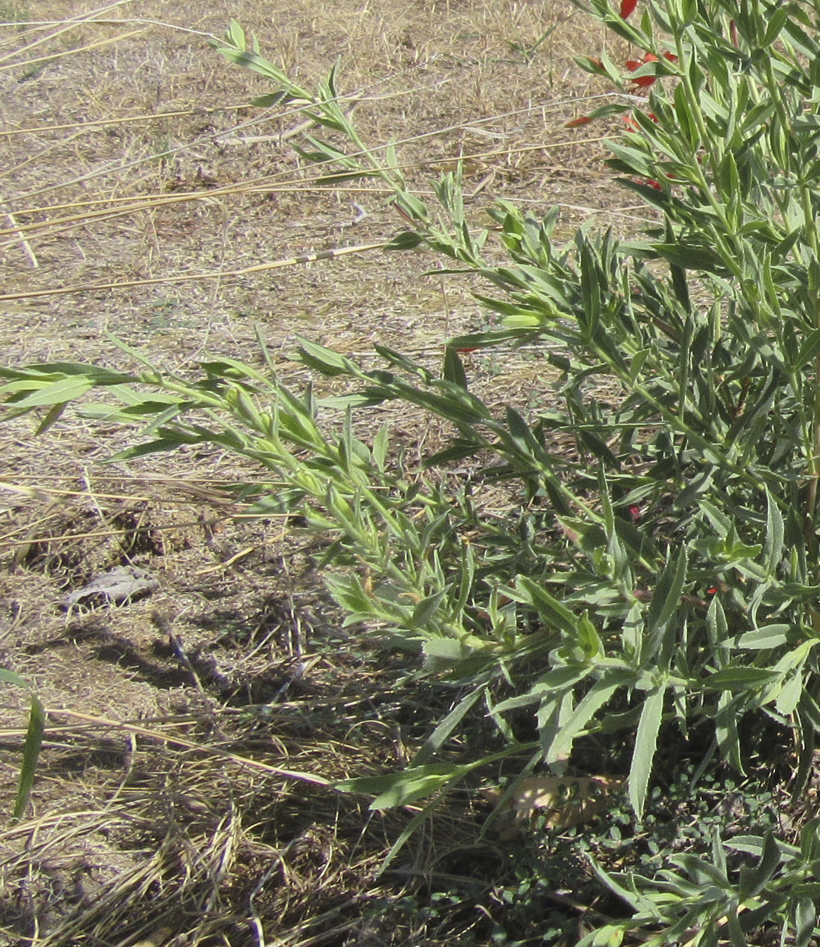 Mother Nature's Montrose Garden: Plant of the Month (September ...