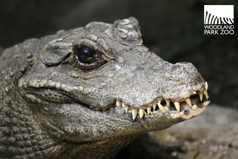 Dwarf Crocodile