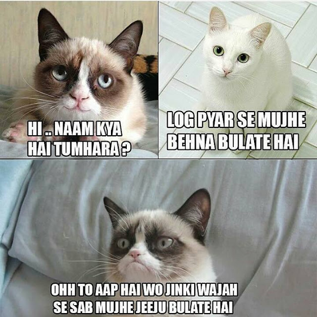 10 Bakchod Billi Memes that will make you LAUGH OUT LOUD - Inglish Baba ...