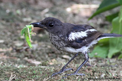 We love Our Bangladesh: Magpie Robin known as Doyel/Doel is the ...