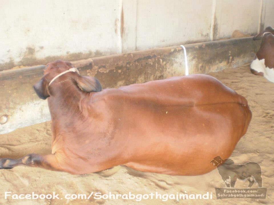 Sohrab Goth Gai Mandi Photos Gallery: Amir Dilpasand Cattle Farm 2013