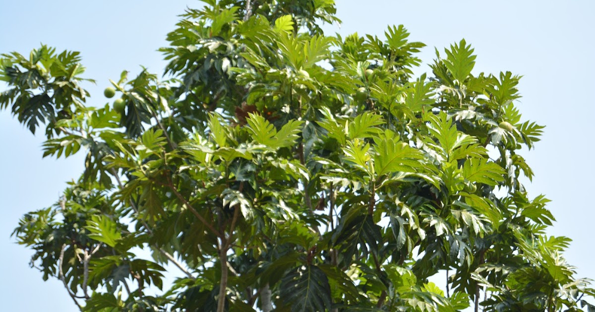 Kebun Botani Digital: Klasifikasi Sukun