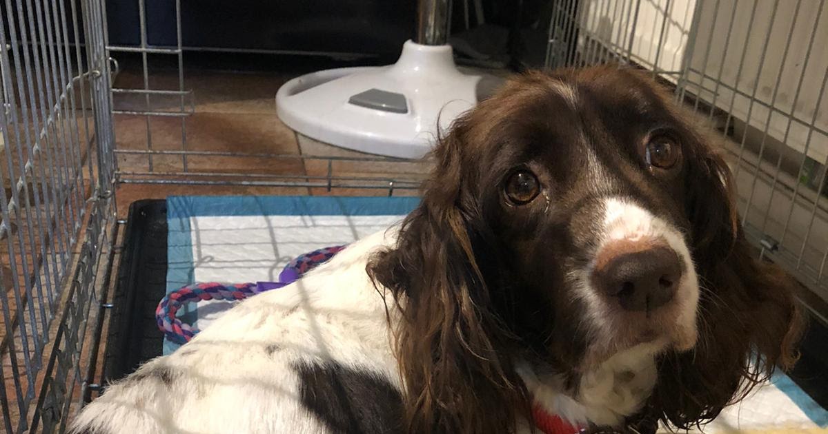 Chelsea The Sprollie: What is a sprollie?