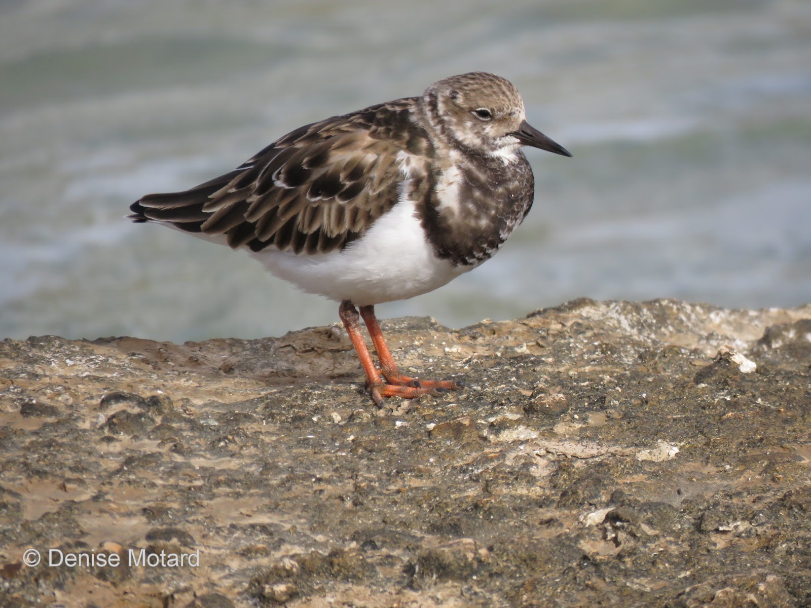 RUDDY TURNSTONE